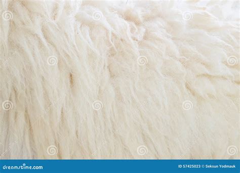 Sheep Wool Skin Soft Texture Stock Photo Cartoondealer Com
