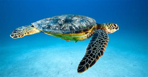 Sea Turtles Habitat Information
