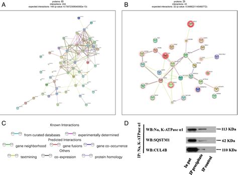 String Proteinprotein Interaction Analysis A Protein Interaction