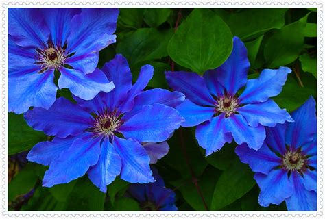 Clematis Bulbs Climbing Plants Perennial Flowers Four Season Plants