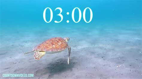 טיימר 3 דקות צב ים טיימר כי הזמן שלך חשוב לנו Youtube