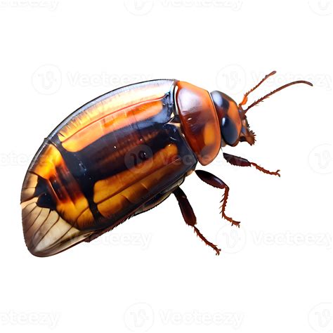 Cockroach Logo Design 44852658 Png