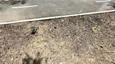 A Sexy Girl Drops Her Keys And As A Reward For Letting Her Know And