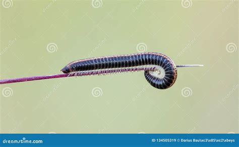 Striped Millipede On Grass Stock Image Image Of Striped 134505319