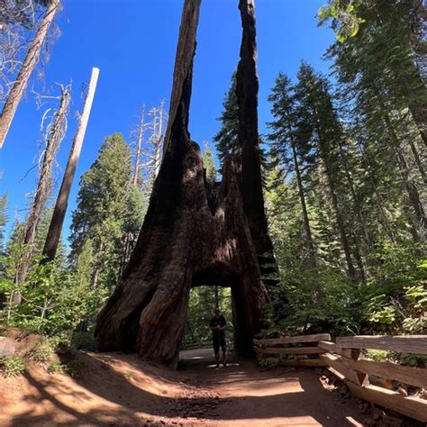 Dead Giant Tunnel Tree In Yosemite National Park Ca 8 Photos