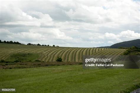 Keith Moray Photos And Premium High Res Pictures Getty Images