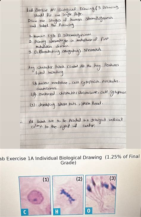 Solved Lab Exercise I Biological Drawing 3 ﻿drawing Should