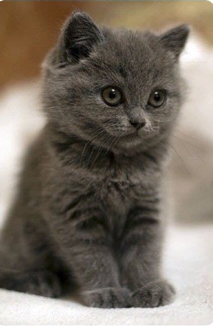 Gray Cat With Beautiful Eyes
