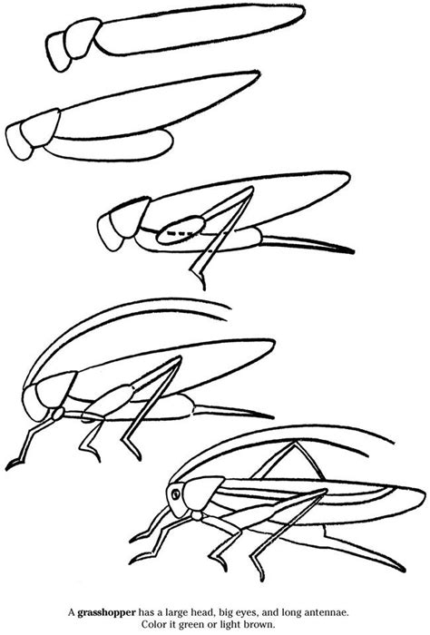How To Draw A Grasshopper Desenho De Animais Arte De Insetos