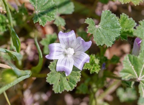 Malva Neglecta Çoban çöreği Kocaeli Bitkileri