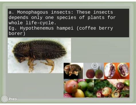 What Is Monophagous Pest