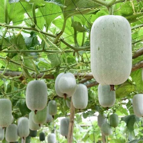 Ash Gourd Asian Oblong Vegetable Seeds Hooga Seed Keepers Collective