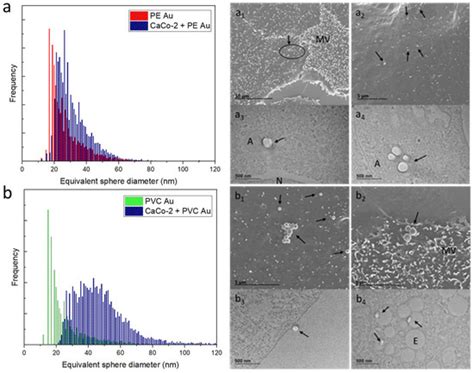 Nanomaterials Free Full Text Investigating The Cellular Uptake Of Model Nanoplastics By