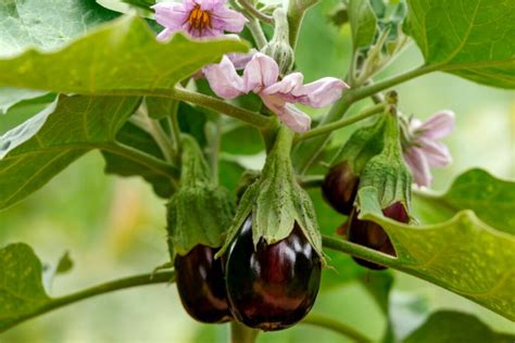Aubergine Profile And Plant Care Plantura