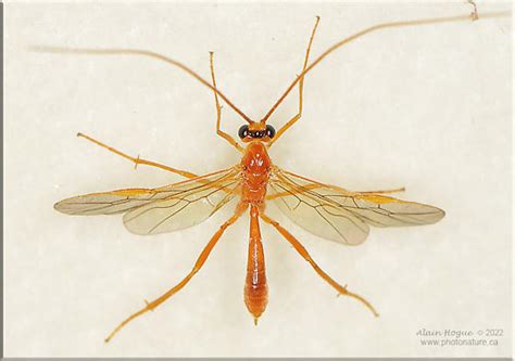 Austrozele Bugguidenet