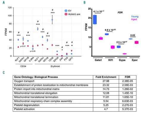 RUNX Levels In Human Hematopoietic Progenitors Are Regulated By Aging And Dictate Erythroid