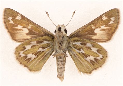 Species Page Uncas Skipper Hesperia Uncas Nebraska Lepidoptera A