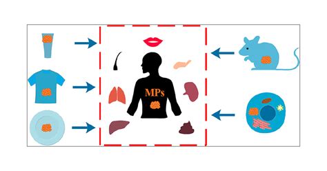 Human Exposure To Microplastics And Its Associated Health Risks