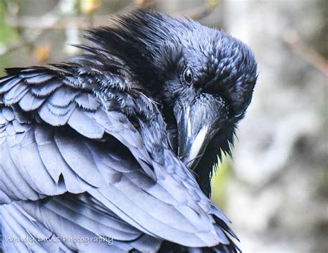 Wendy Your Daily Raven Facebook