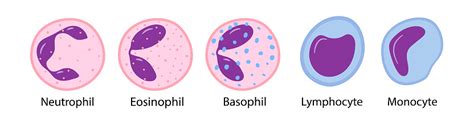 Ilustrasi Vektor Monosit Limfosit Eosinofil Neutrofil Basofil Sel Darah