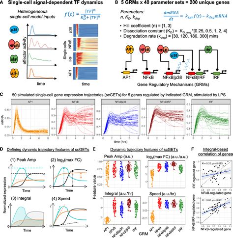 Figure 1 From Single Cell Stimulus Response Gene Expression