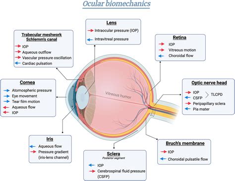 Ocular Pressure High At Phoebe Reddall Blog