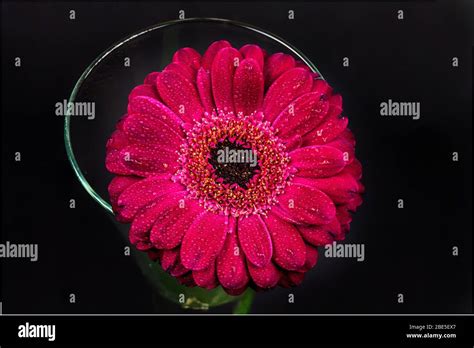 Single Cerise Germini Flower Head In Glass Vase With Black Background