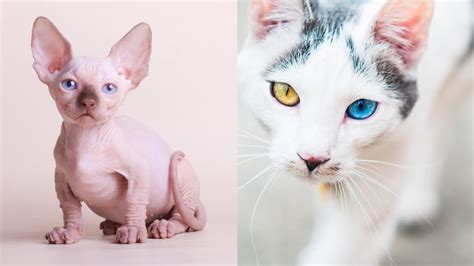 The 16 Rarest Cat Breeds Ever