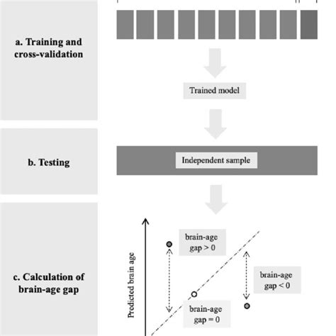 overview on the machine learning method of a simplified brain age