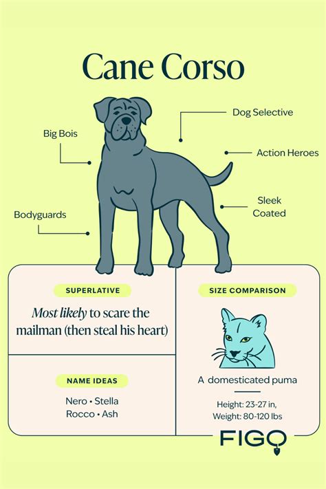 Cane Corso Breed Guide Cane Corso Information Cane Corso Size Chart