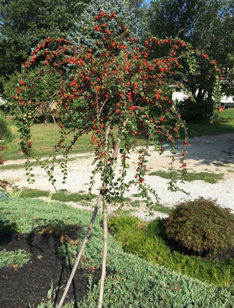 The Weeping Cotoneaster Tree Is A Combination Of Cotoneaster Apiculata