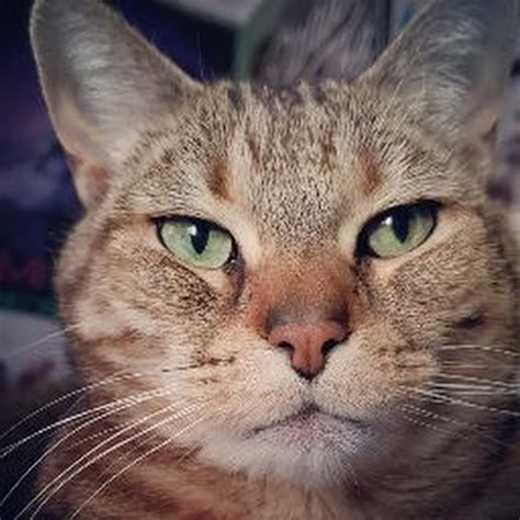 Kelly Hippchen Youtube