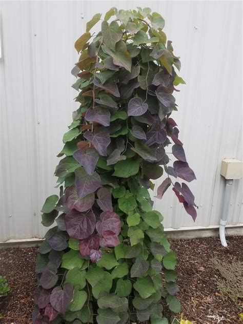 Ruby Falls Weeping Redbud Cercis Canadensis Ruby Falls Pp22097 From Pender Nursery