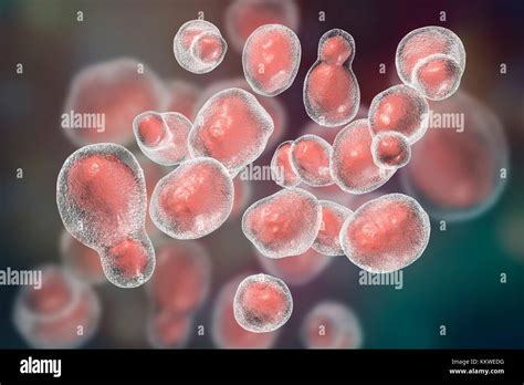 Cryptococcus Culture