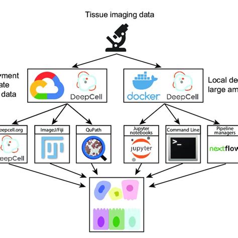 Pdf Whole Cell Segmentation Of Tissue Images With Human Level
