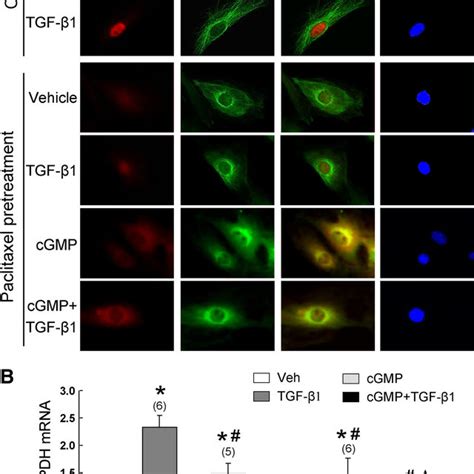Microtubule Stabilization Enhances The Inhibition Of Tgf Smad3