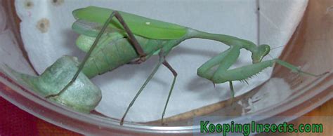 Caring For Mantis Ootheca And Eggs Keeping Insects
