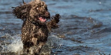 Ella Is A Mad And Hilarious Cockapoo