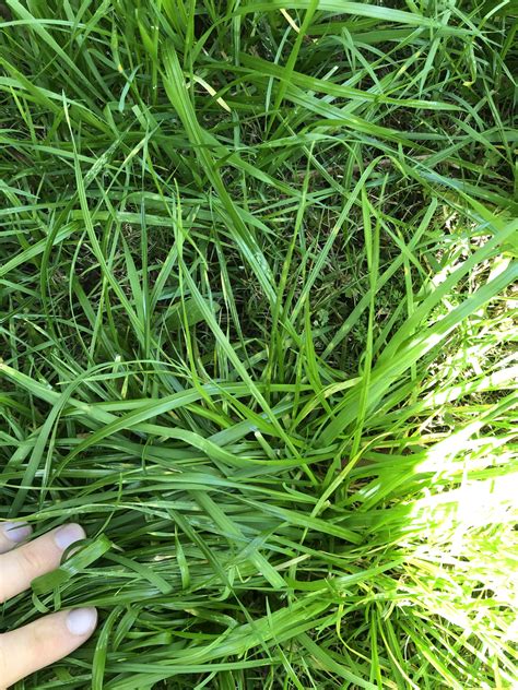 Identification What Grass Is This Sydney Australia Gardening