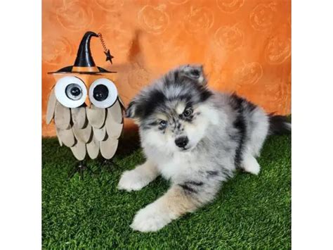 2 Pomsky Boy Puppies For Sale In Waianae Puppies For Sale Near Me