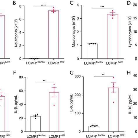 Effect Of At2 Cell Specific Lcmr1 Deletion On Cellularity And Download Scientific Diagram