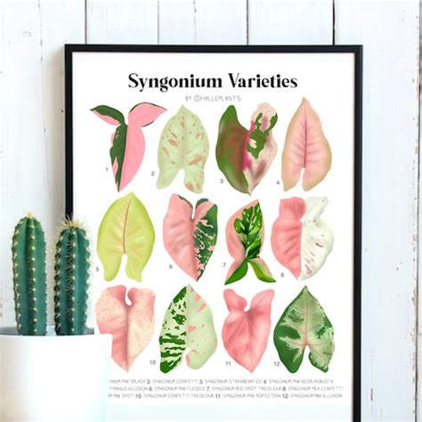 Scindapsus Varieties Plant Identification Chart Digital Etsy