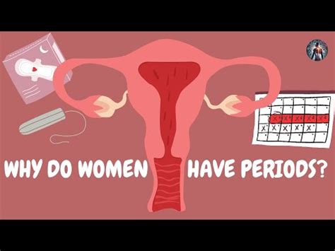 Why Do Women Have Periods Understanding The Menstrual Cycle Youtube