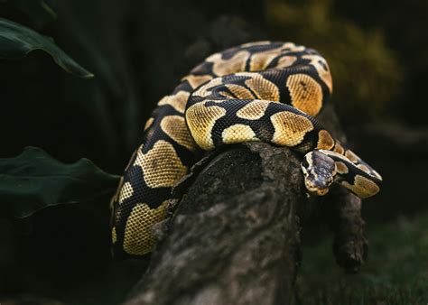 Python Desktop Wallpapers 4k Hd Python Desktop Backgrounds On Wallpaperbat