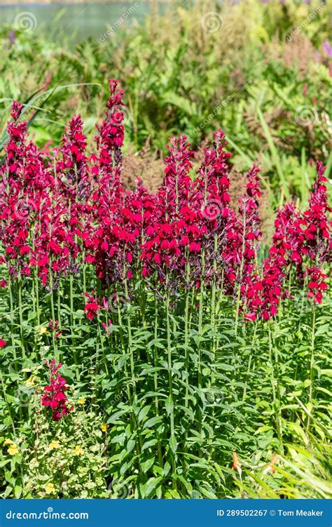 Cardinal Flowers Lobelia Cardinalis Stock Image Image Of Ornamental