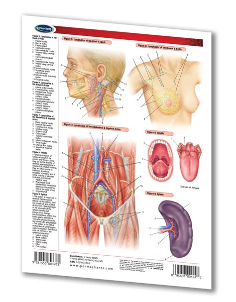 Permacharts Lymphatic System Guide