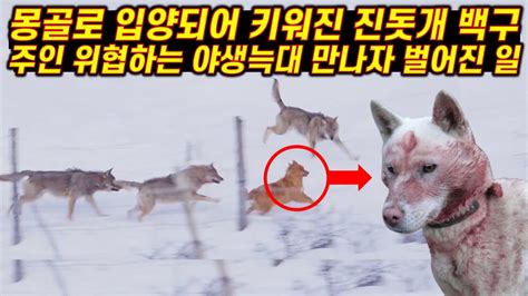 몽골로 입양되어 키워진 진돗개 백구가 주인 위협하는 야생늑대 만나자 벌어진 일 Youtube