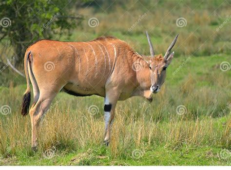 Terra Comum Taurotragus Oryx Pastoreio Entre árvores Foto De Stock