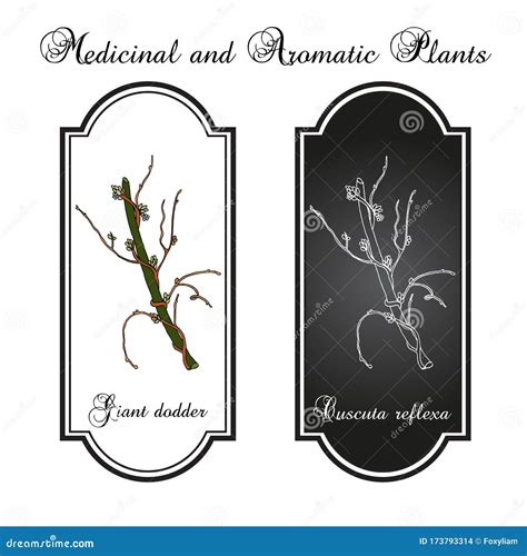 Giant Dodder Cuscuta Reflexa Medicinal Plant Cartoon Vector 156451705