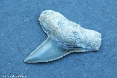 Rare Fossil Great Hammerhead Shark Tooth Pleistocene Fl 19835365